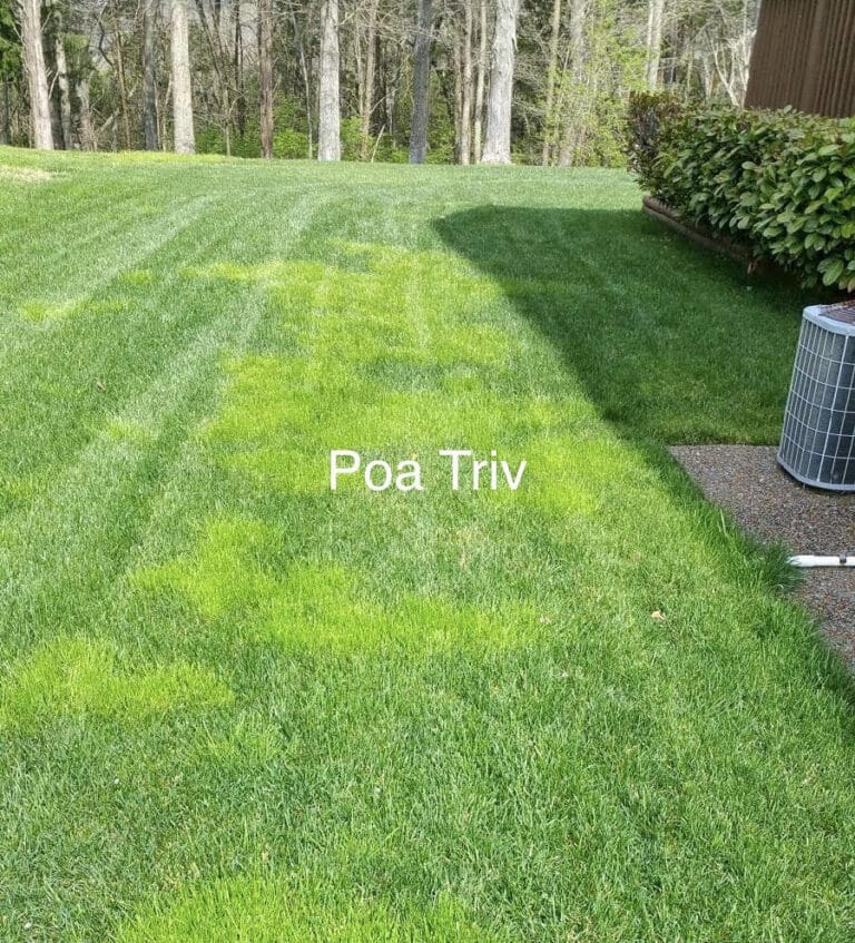 Spring's 3 Most Annoying Grassy Weeds » The Turf Doctor
