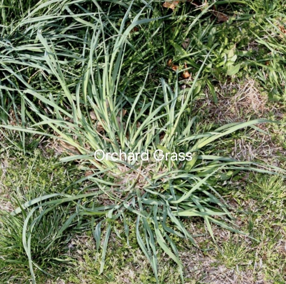 Spring's 3 Most Annoying Grassy Weeds » The Turf Doctor